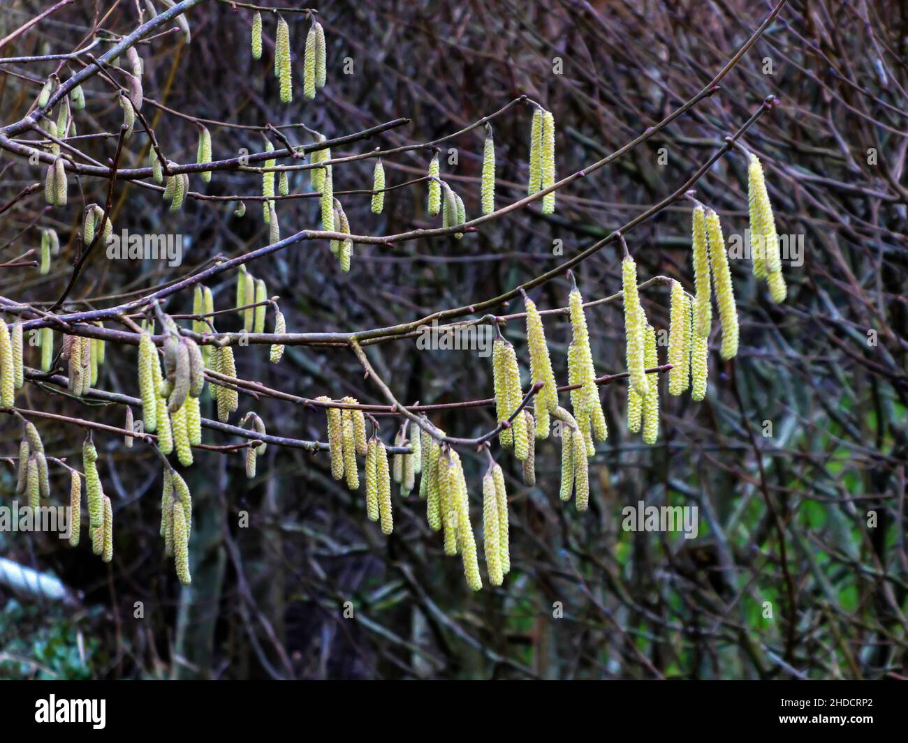blühender Haselstrauch; Corylus avellana / flowering Hazel bush ...