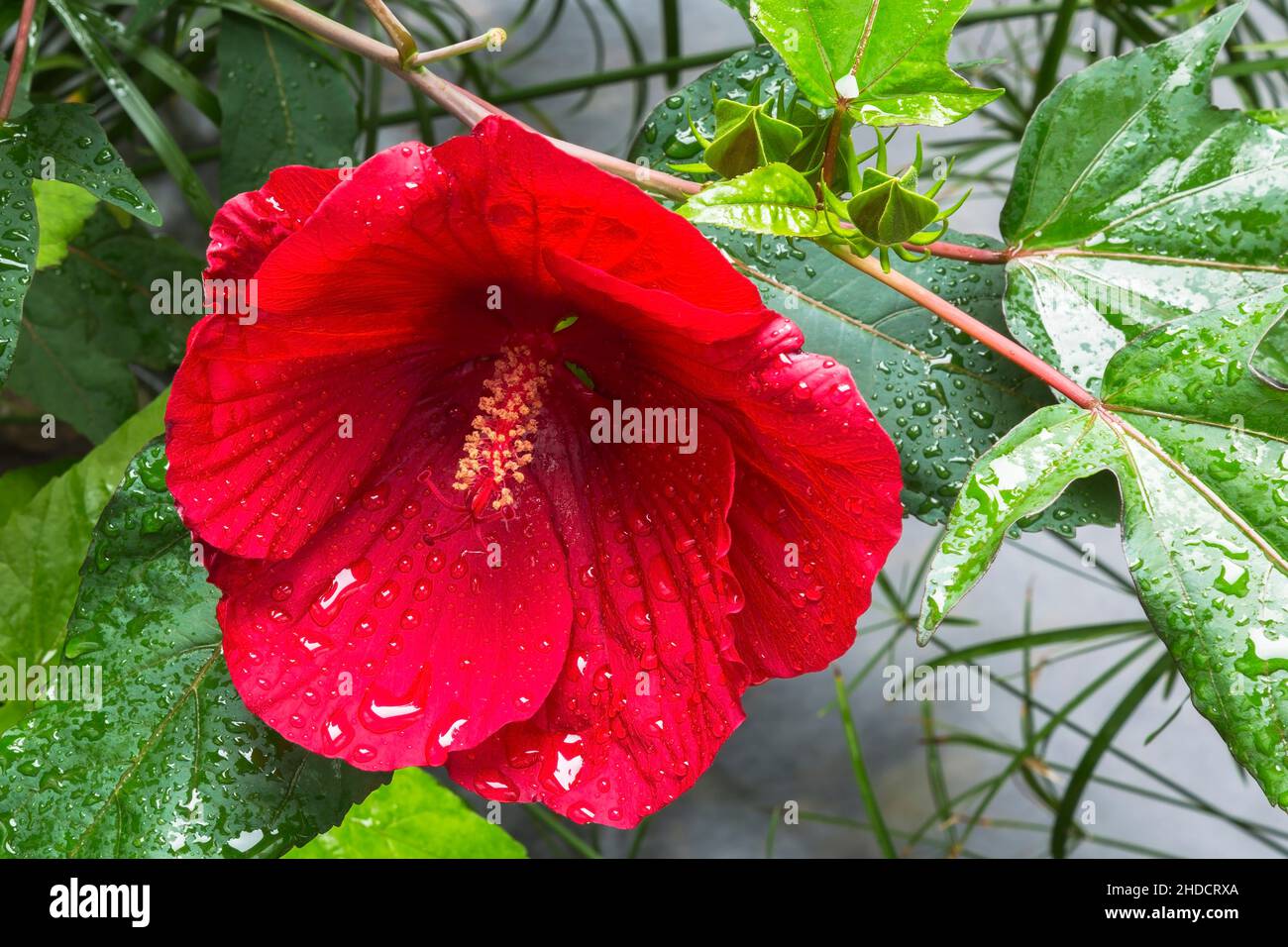 Red Hibiscus flower in backyard garden Stock Photo - Alamy