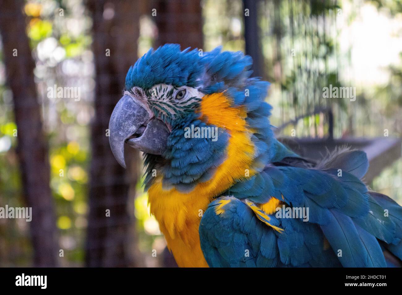 Gran canaria wildlife hi-res stock photography and images - Alamy