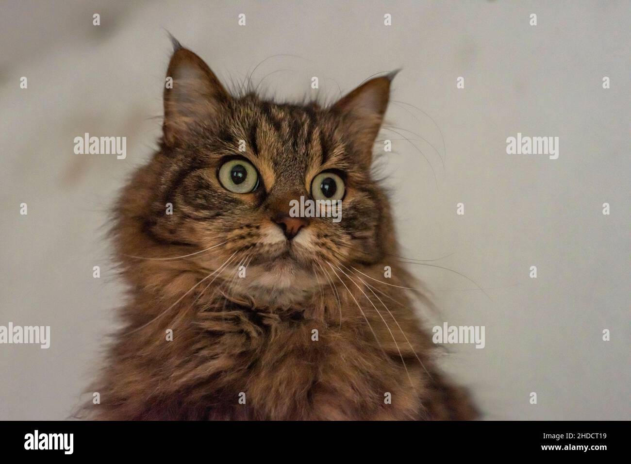 Tabby brown gray cat with long ears and green beautiful eyes Stock ...