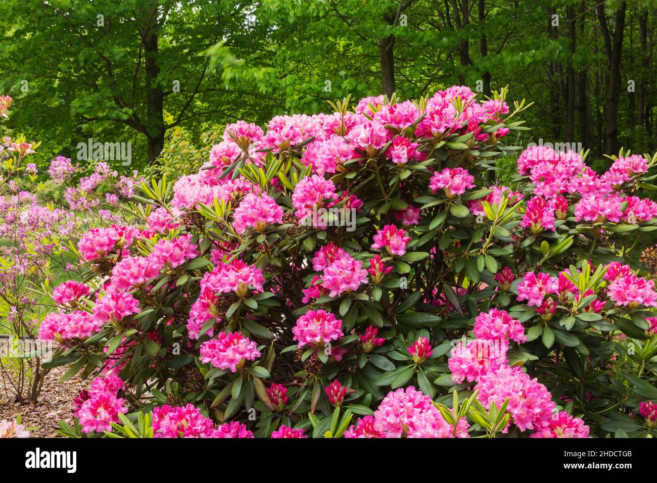 Mature rhododendron hi-res stock photography and images - Alamy