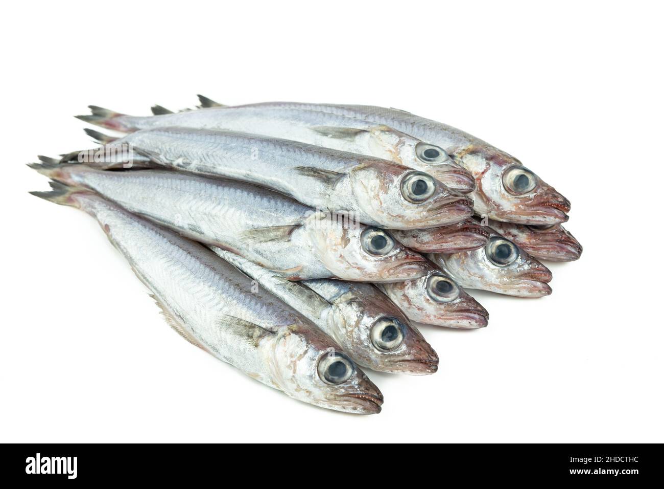 Fresh blue whiting. Group of blue whiting on a white background. Copy ...