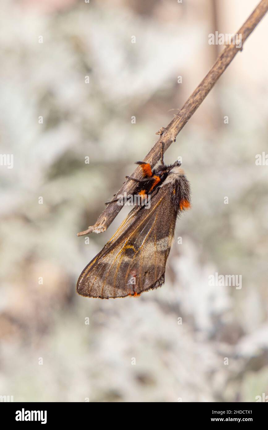Hemileuca maia hi-res stock photography and images - Alamy