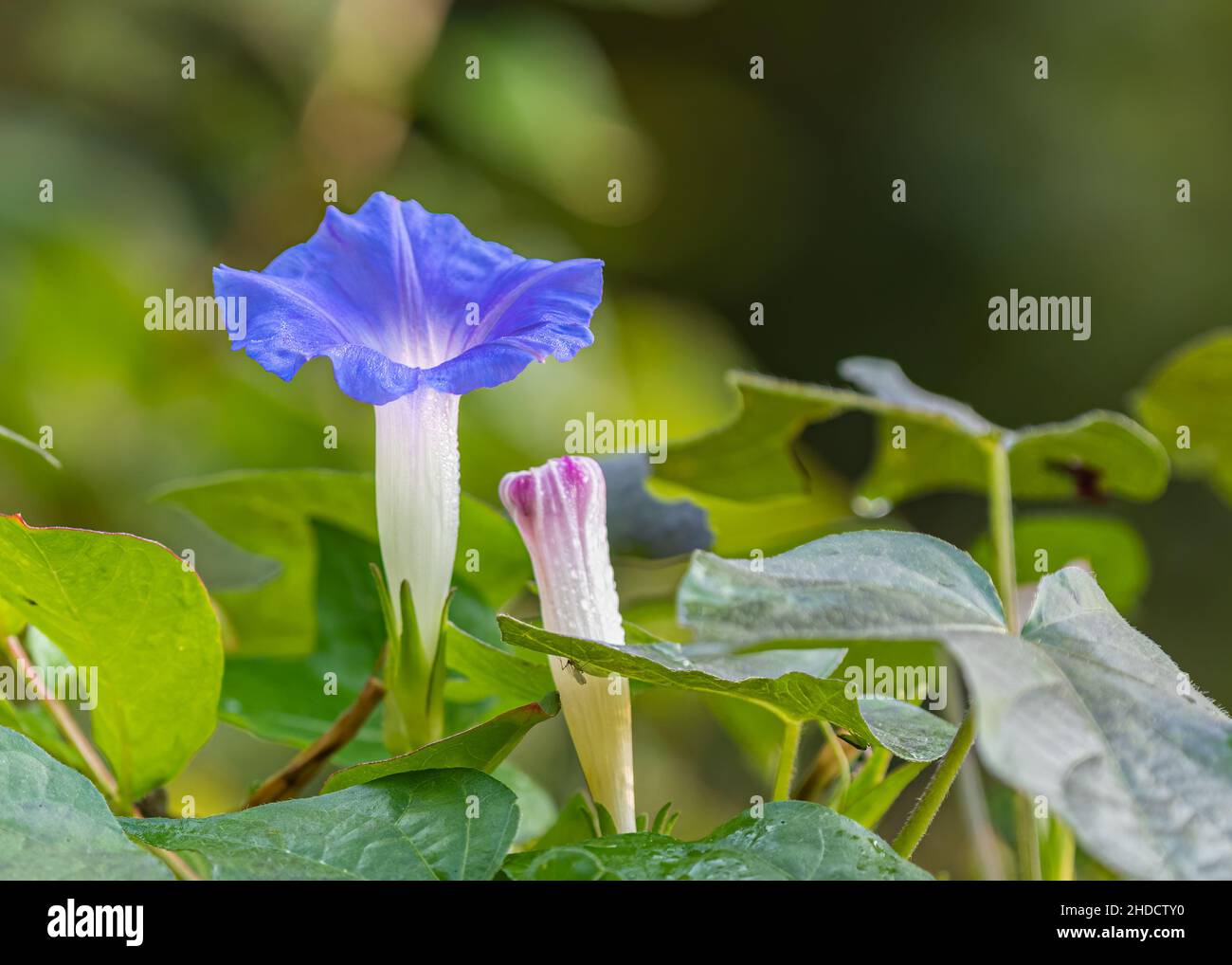 A Blue Morning glory flower with dew on it Stock Photo - Alamy