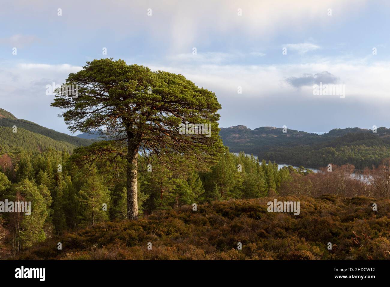 Scots pine scotland lake affric hi-res stock photography and images - Alamy