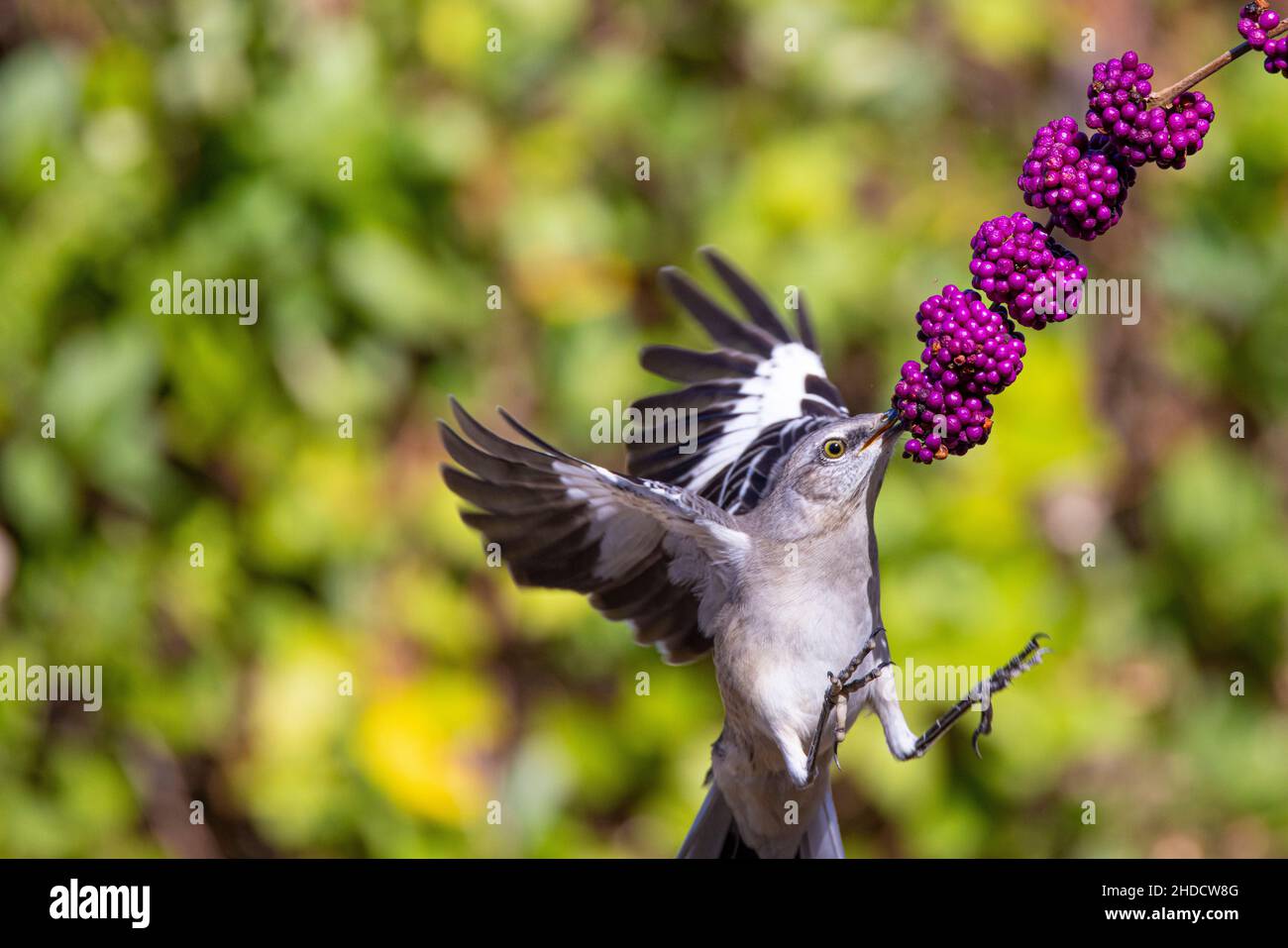 Northern mockingbird; Mimus polyglottos; American beautyberry ...