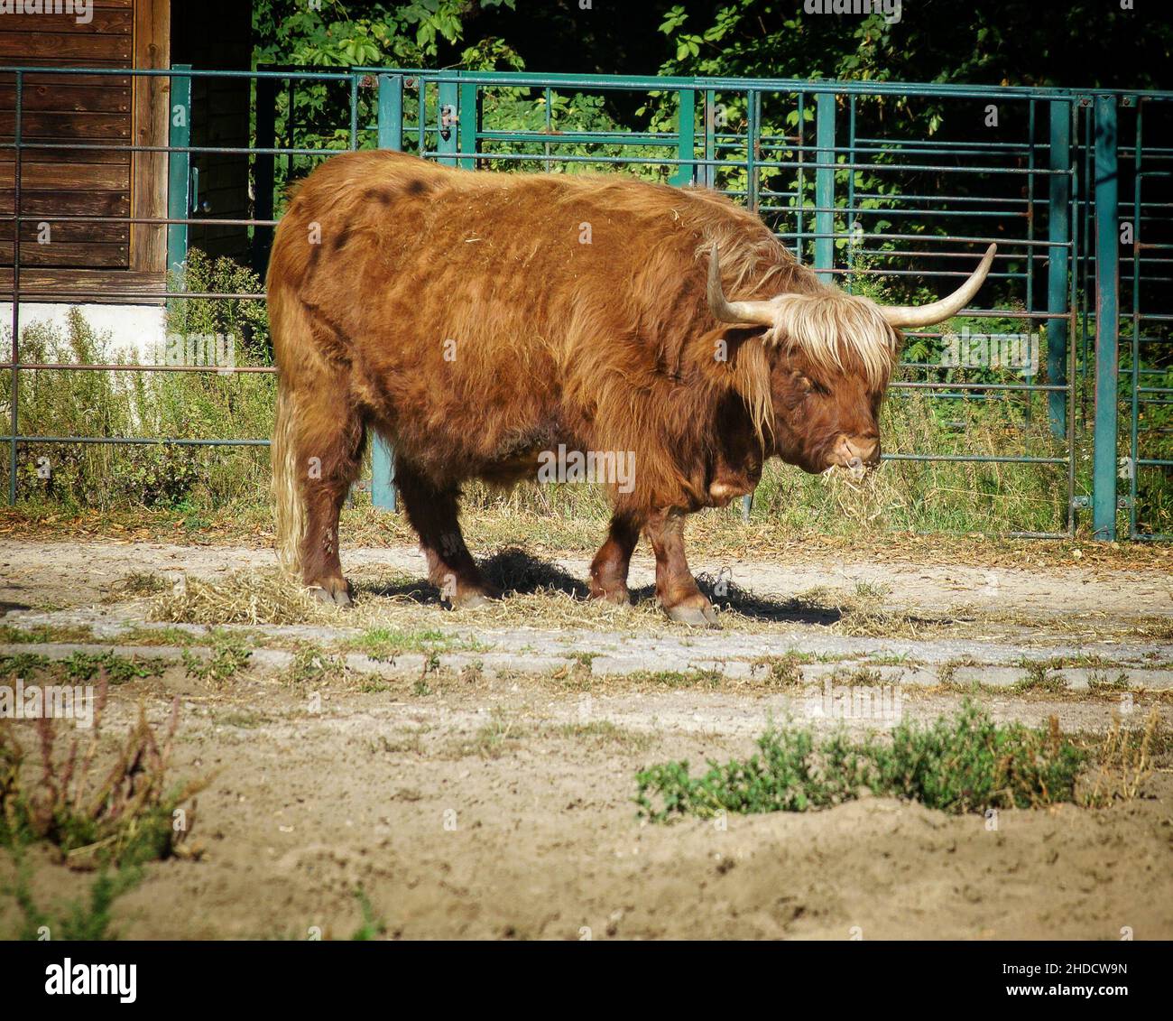 Selective of a Highland cattle in a zoo Stock Photo - Alamy