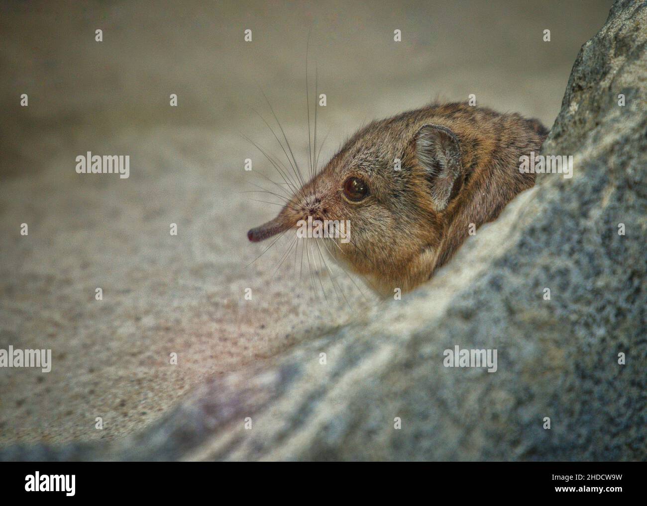Jumping shrew hi-res stock photography and images - Alamy