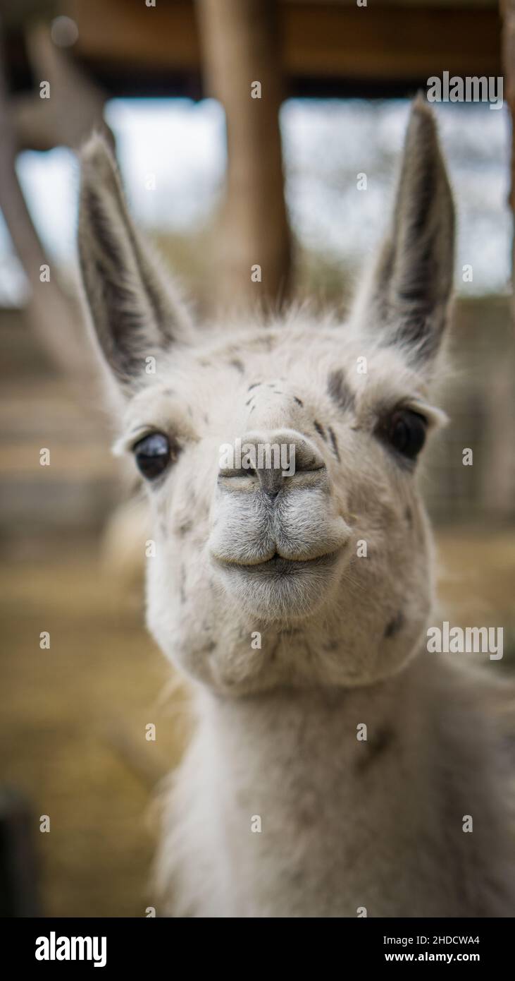 Selective of a funny lama face Stock Photo - Alamy