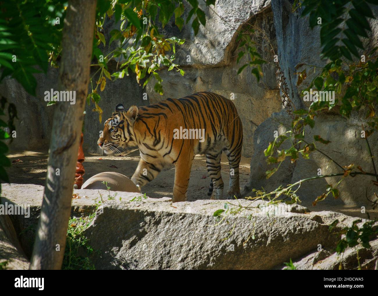 Selective of a tiger on a rock Stock Photo - Alamy