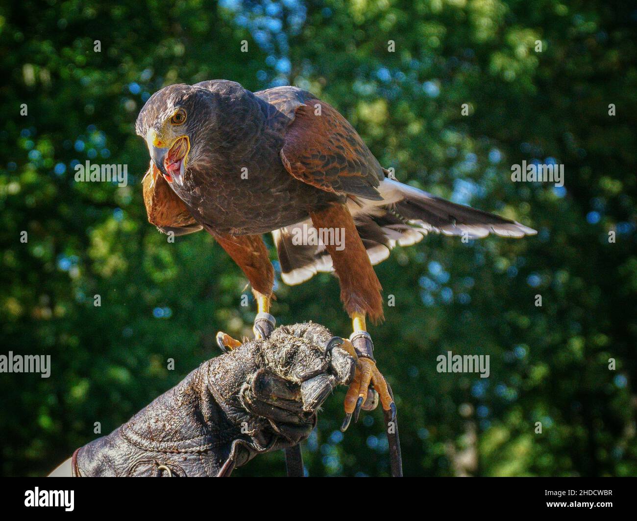 Selective of an angry eagle in a park Stock Photo - Alamy