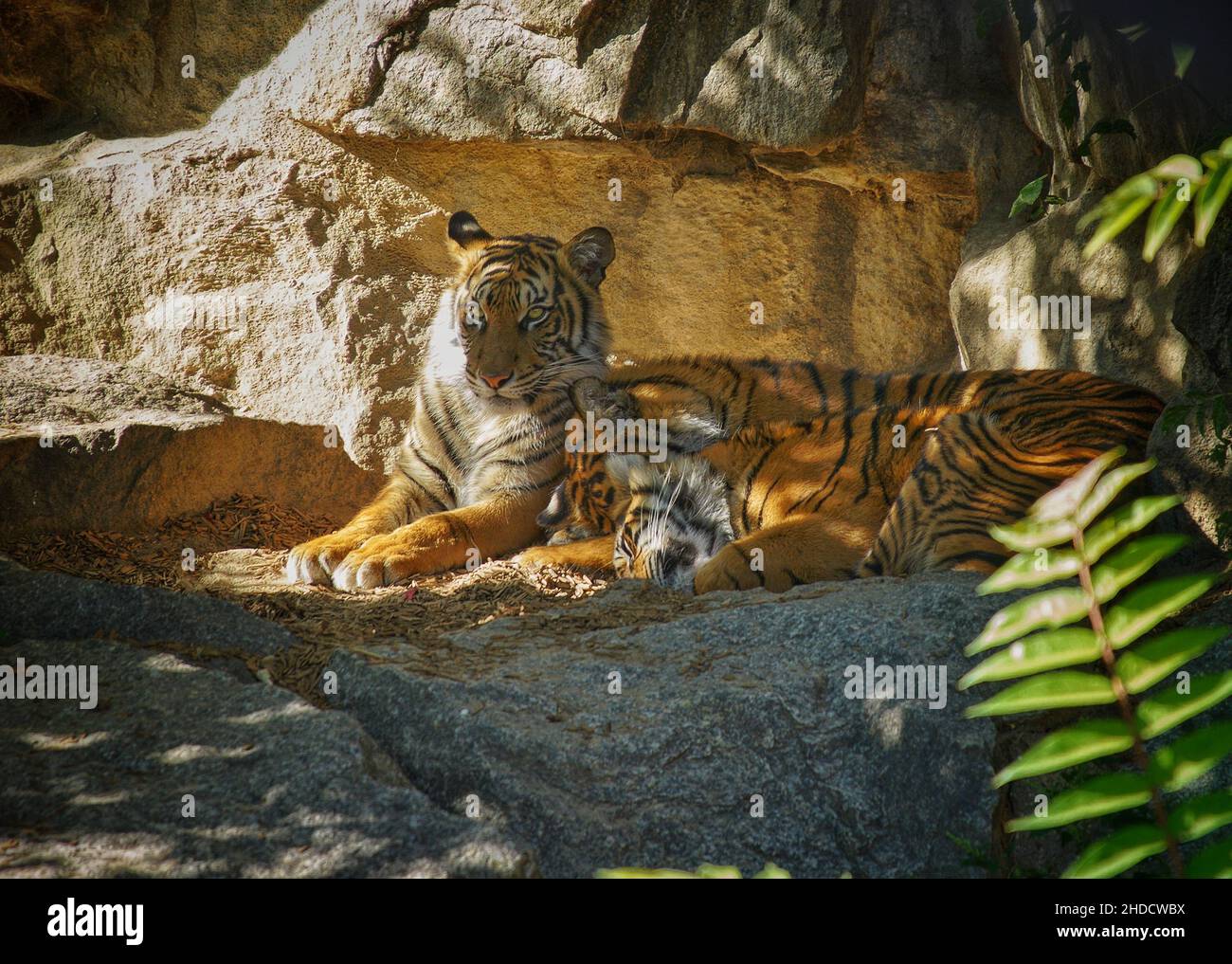 Selective of resting tigers near a rock Stock Photo - Alamy