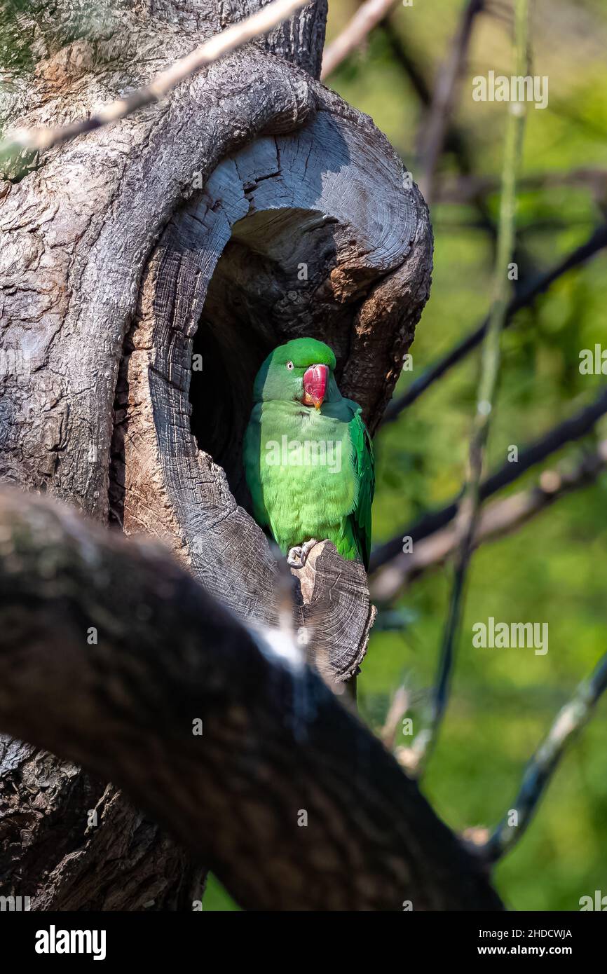 Alexandrine Parakeet, Psittacula eupatria, colorful bird in a hole on a ...