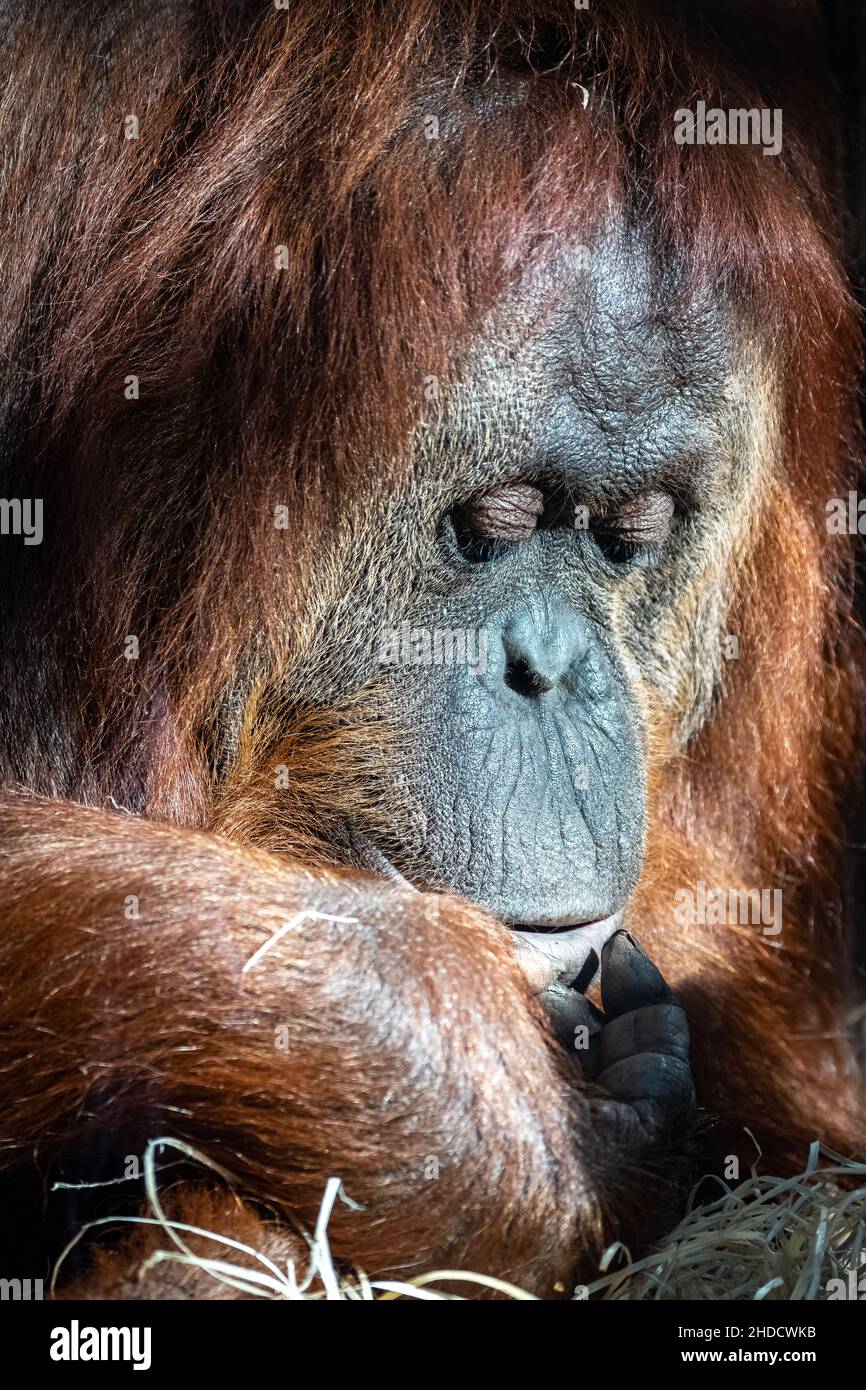 Orangutan Standing High Resolution Stock Photography and Images - Alamy
