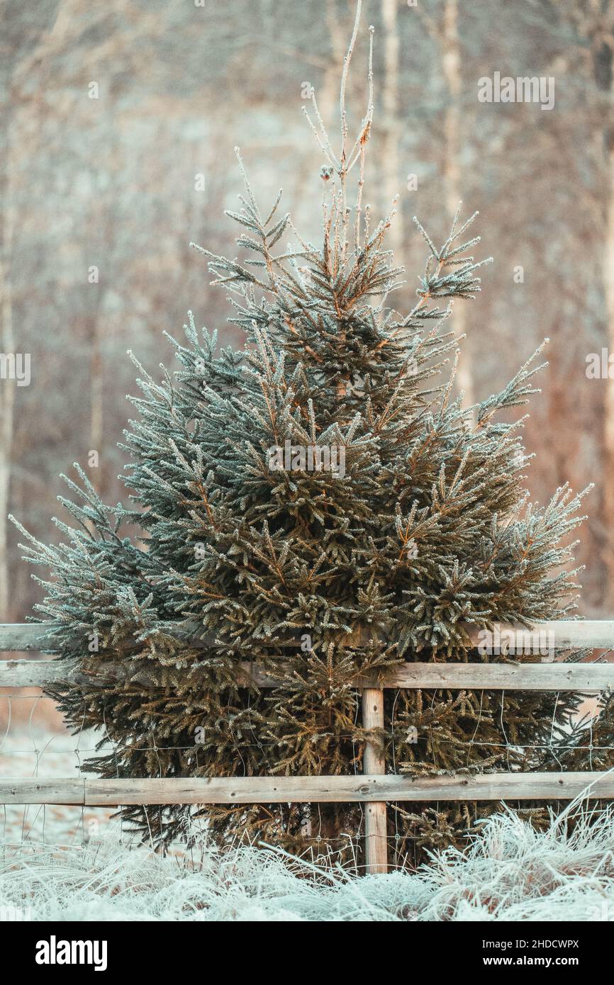 Frost in the forest hi-res stock photography and images - Alamy