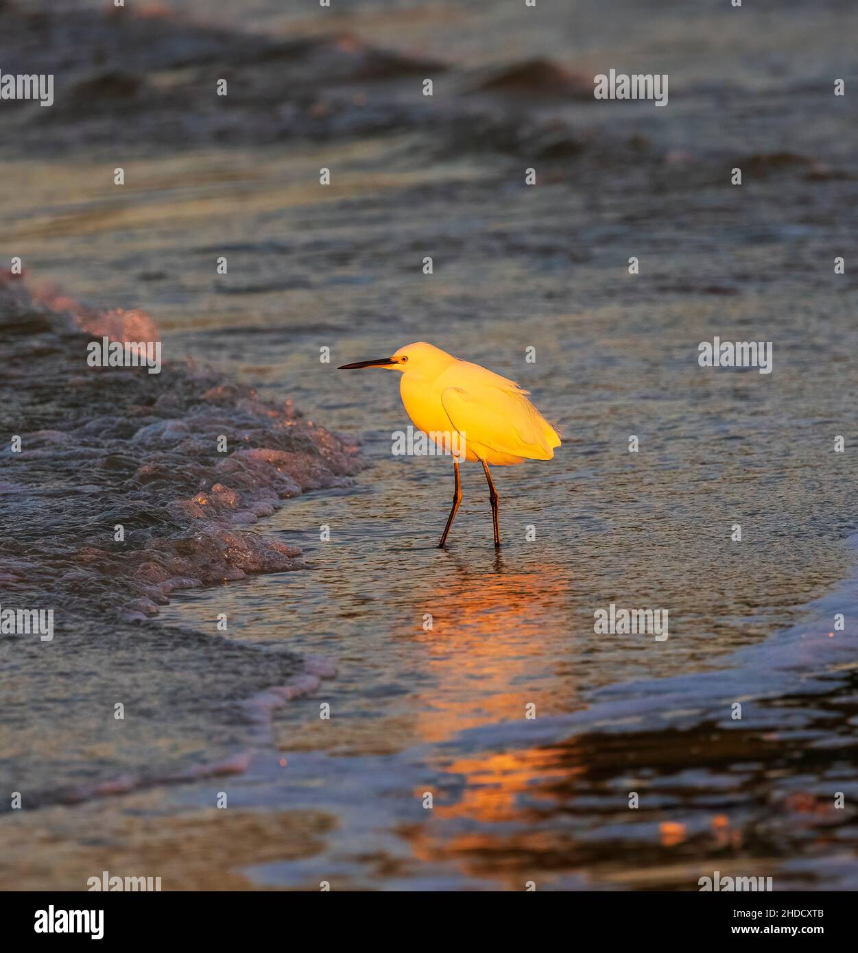 This Snowy Egret was spotted in the surf looking out at Estero Bay. The ...