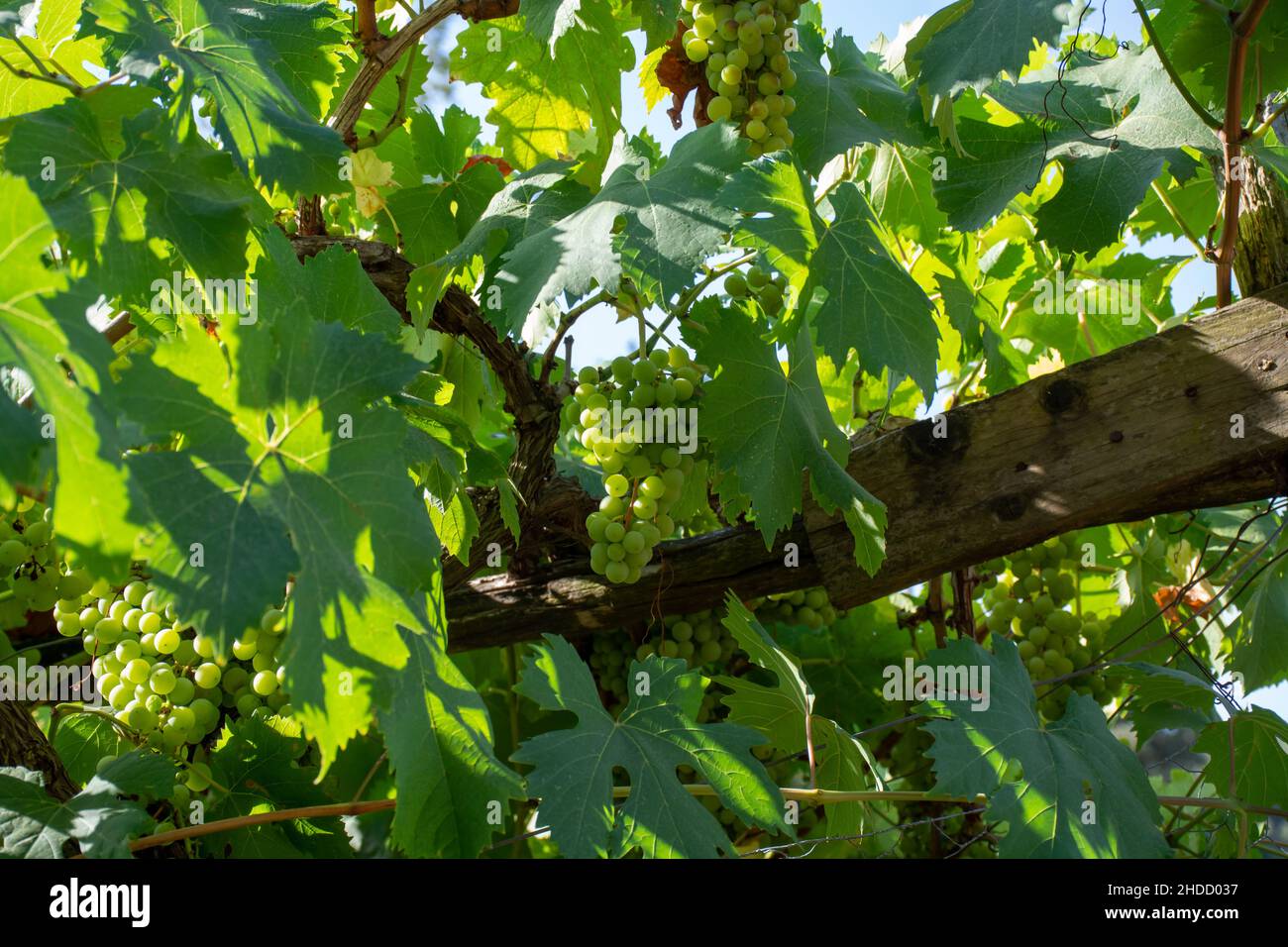 Bunches of white wine trebbiano grapes ripening in sunlights on ...