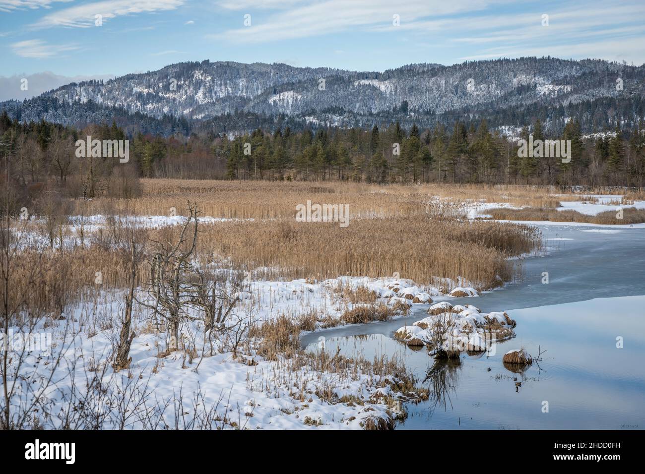 forested hill with frozen reeds in swamp area with ice fläcje and ...