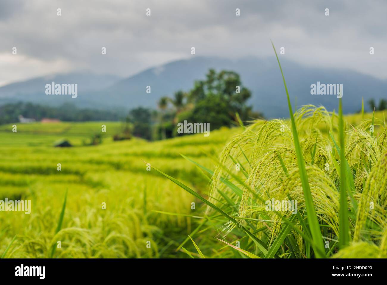 Beautiful Jatiluwih Rice Terraces against the background of famous ...