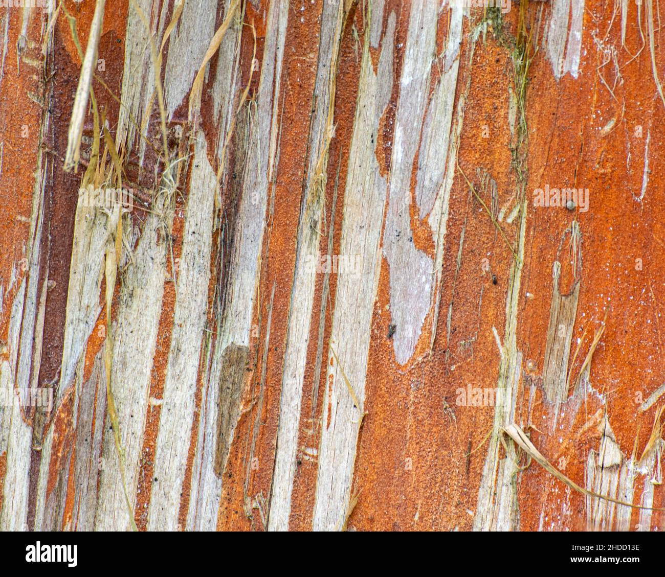 Tree Trunk Background for art or sreen saver Stock Photo - Alamy