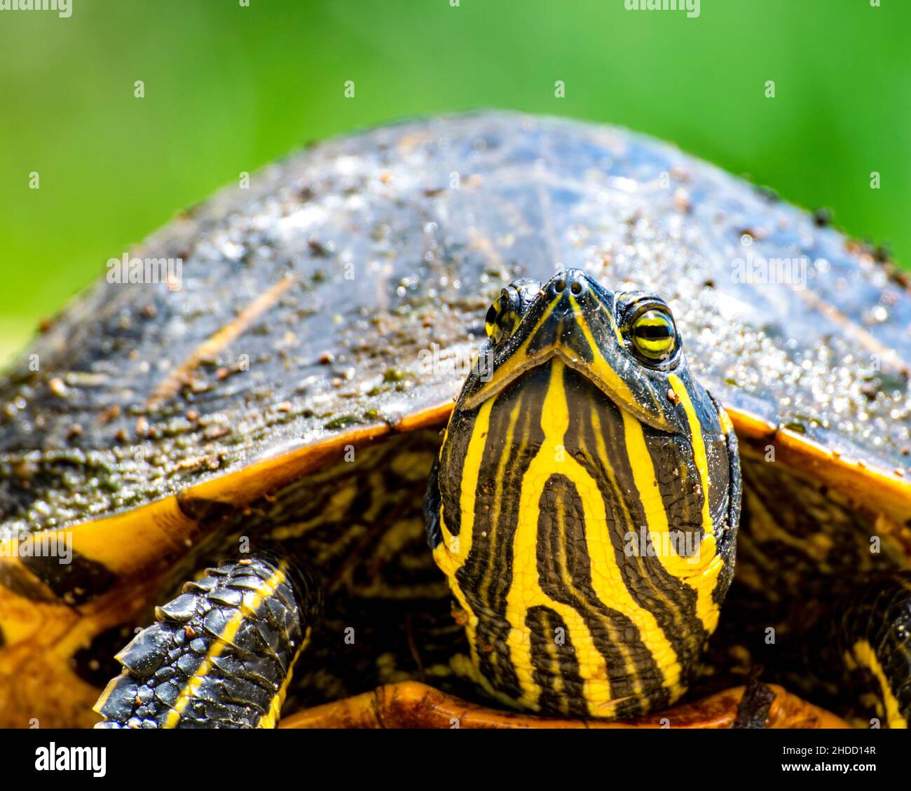 Painted Turtle Head close up looking upward showing detail Stock Photo ...