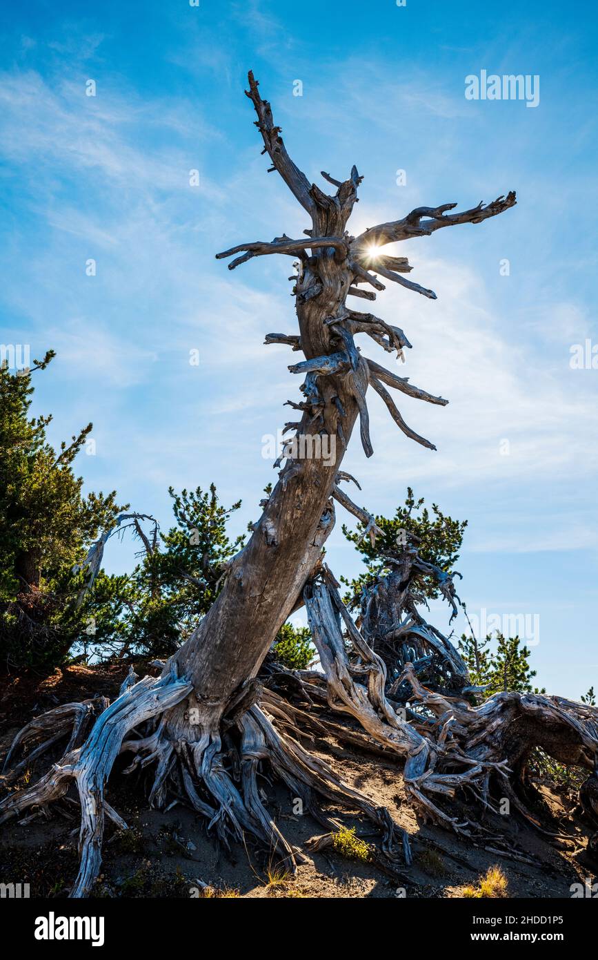 Majestic old trees hi-res stock photography and images - Alamy