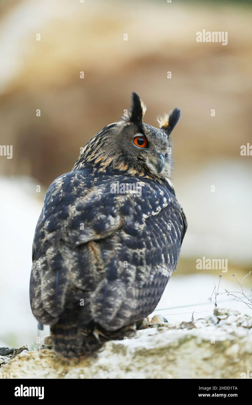 Largest eagle owl hi-res stock photography and images - Alamy