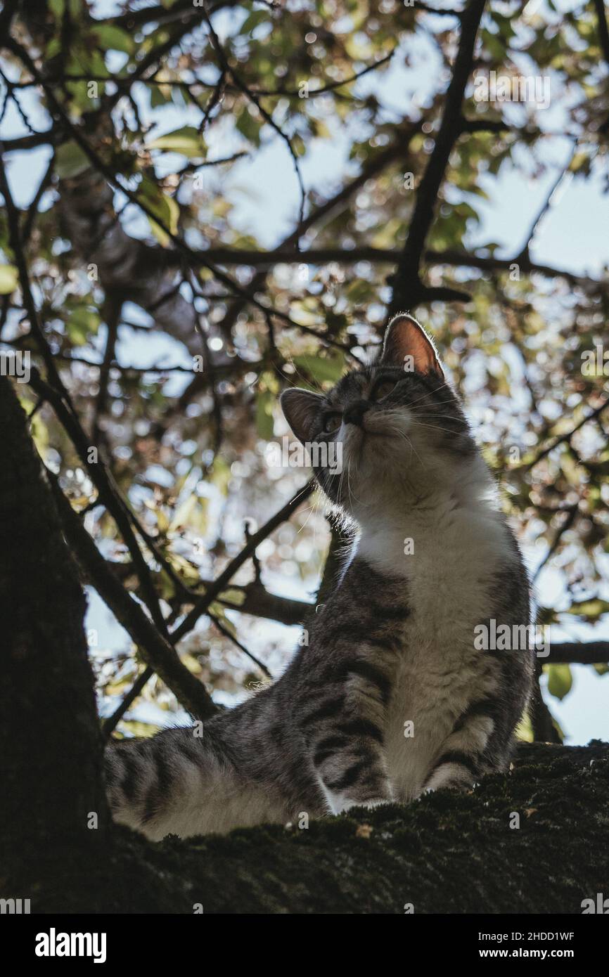 Domestic cat hunting prey hi-res stock photography and images - Alamy