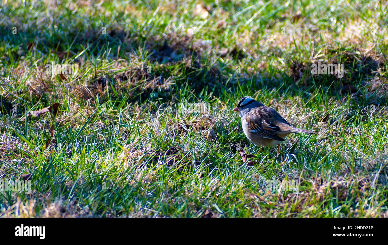 Cool fly hi-res stock photography and images - Alamy