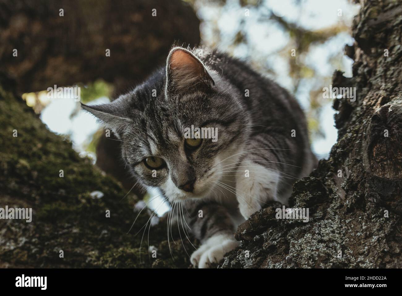 A young wild cat hunting in an autumn tree Stock Photo - Alamy