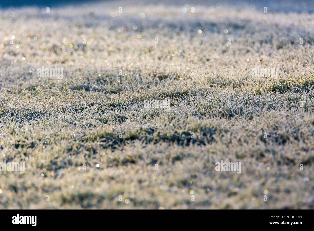 Sparkling frost covered grass on a winter morning Stock Photo - Alamy