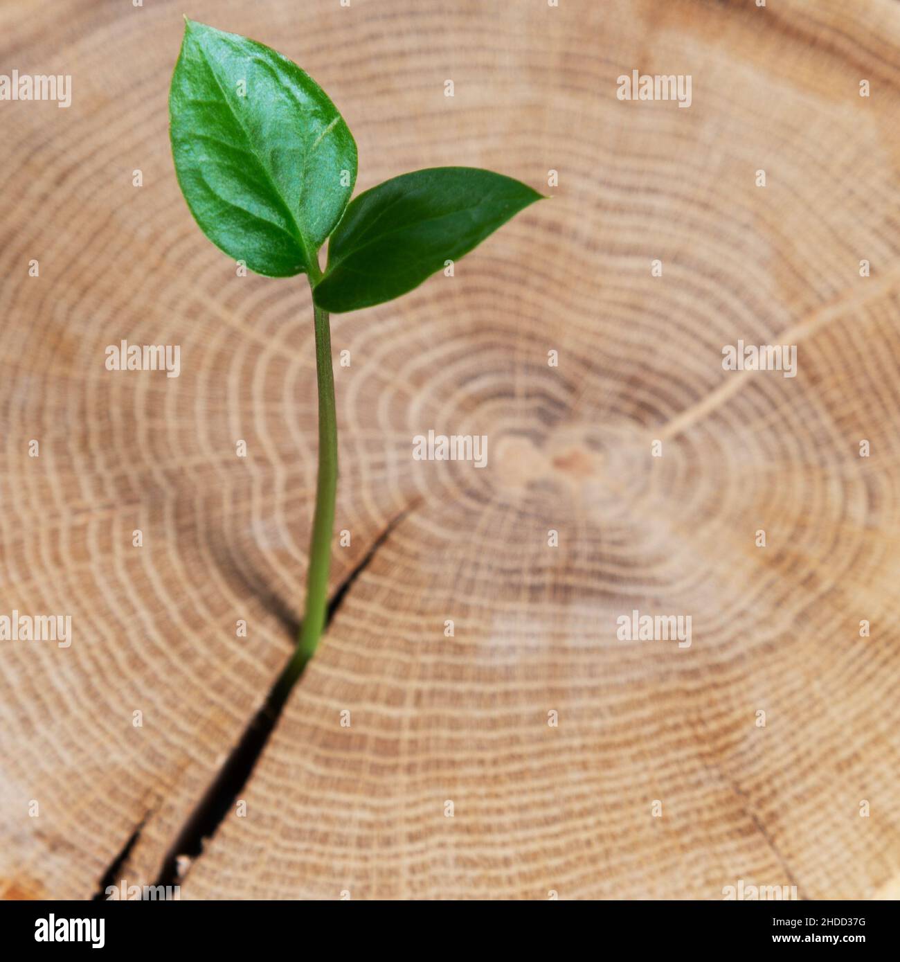 New life idea concept with seedlings of growing sprout. Business ...