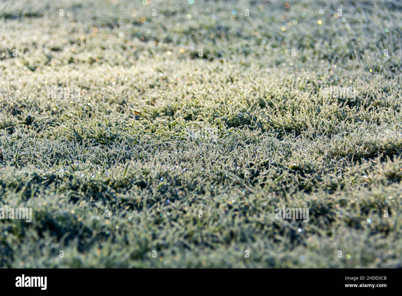 Sparkling frost covered grass on a winter morning Stock Photo - Alamy