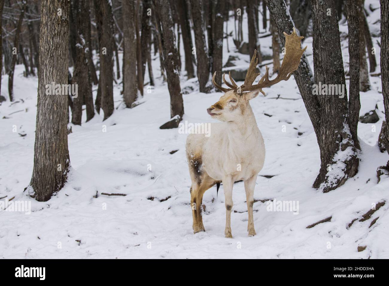 European fallow deer also known as the common fallow deer or fallow ...