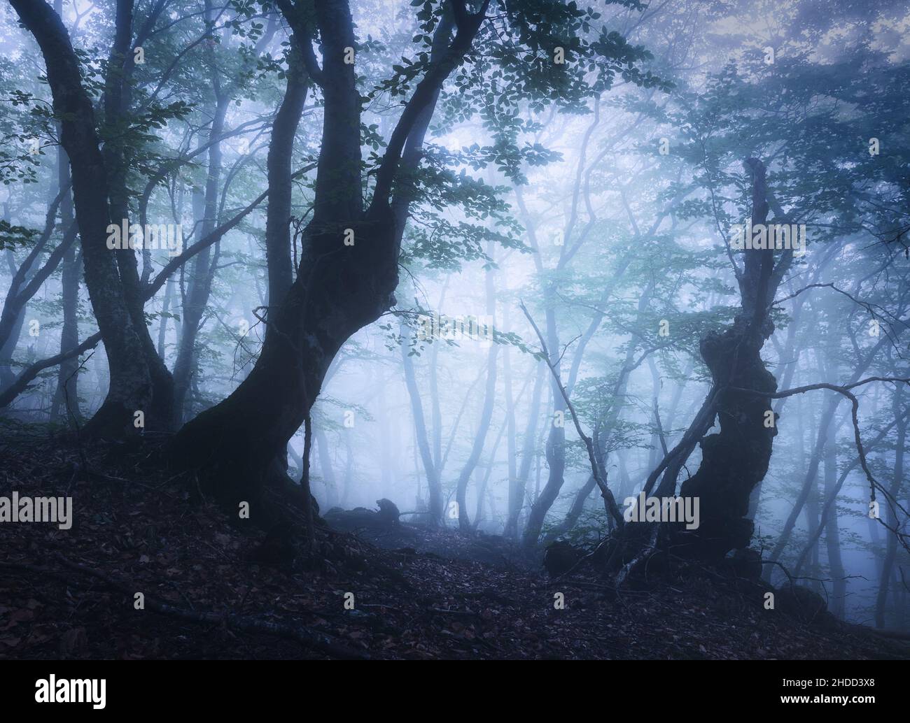 Mystical forest in blue fog in spring at dusk. Dark woods Stock Photo ...