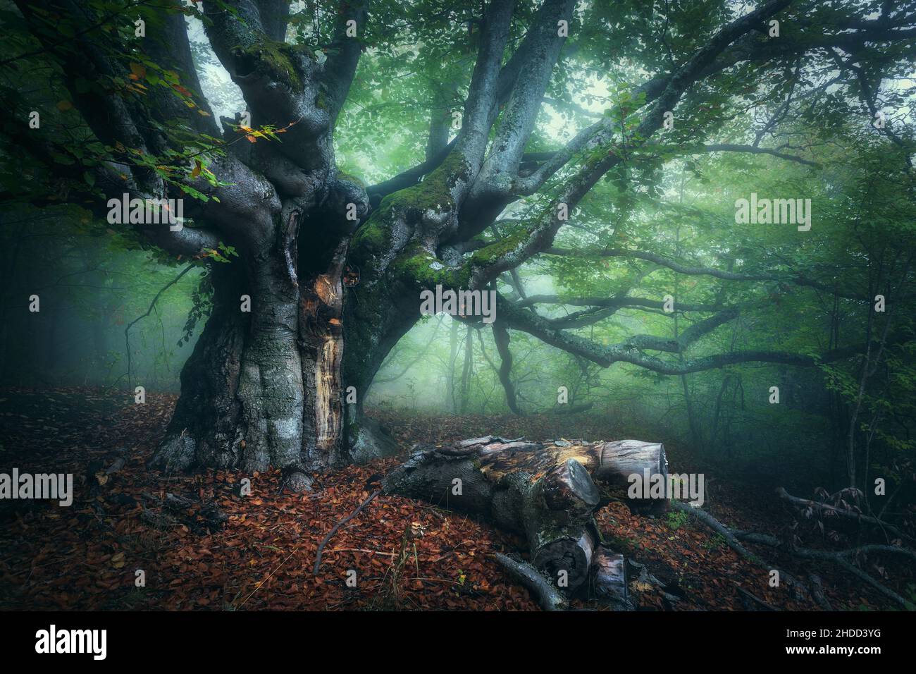 Old magical tree with big branches and green leaves in fog Stock Photo ...