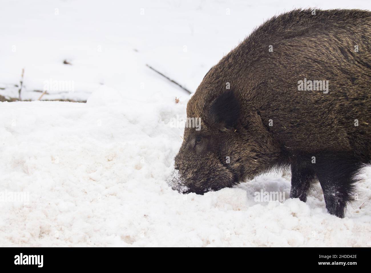 wild boar in Canadian winter Stock Photo - Alamy