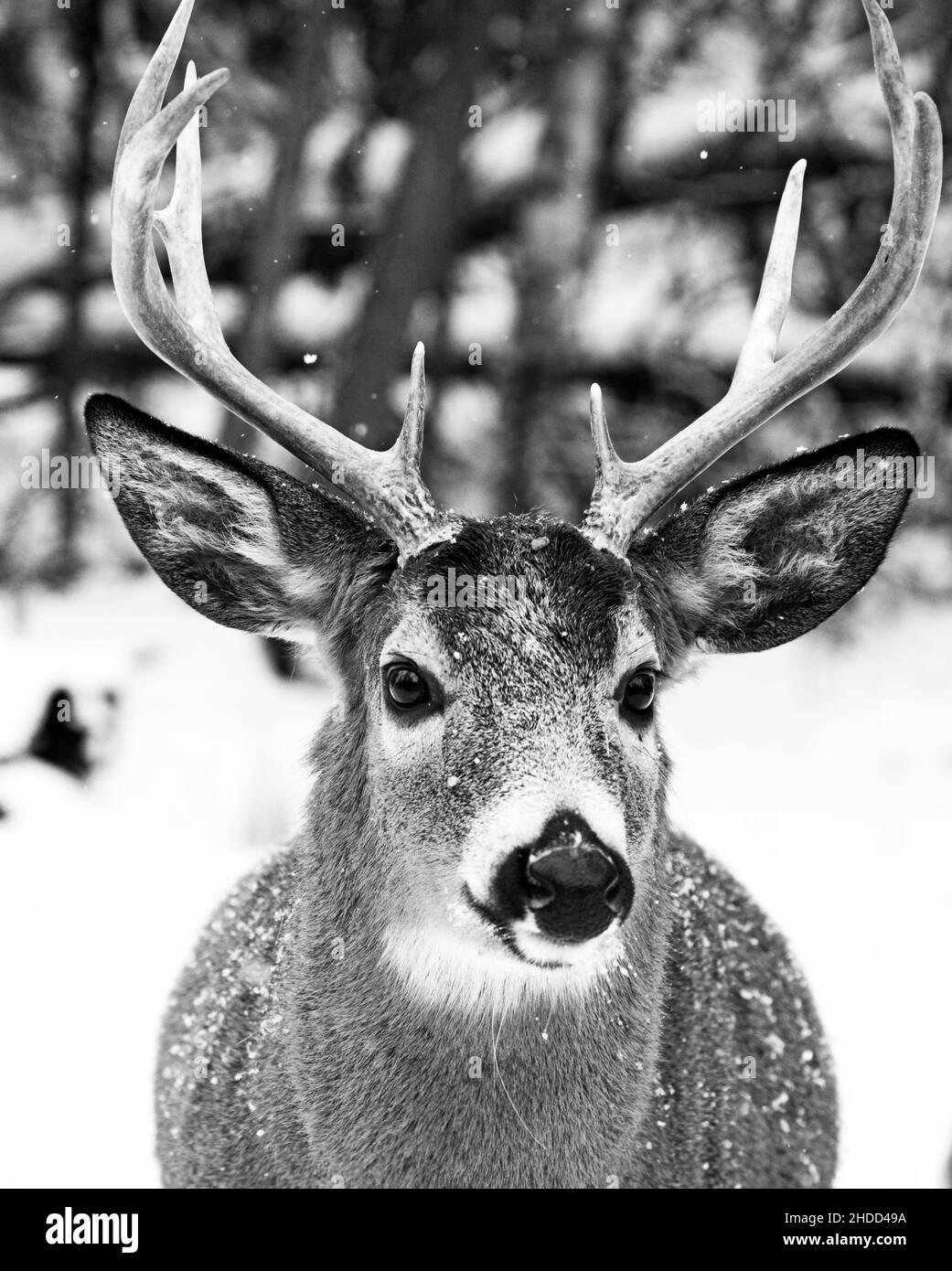 Black Whitetail Buck Deer