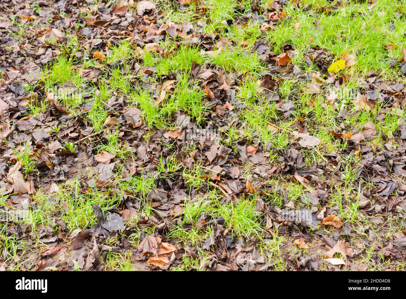 Wet soggy grass hi-res stock photography and images - Alamy