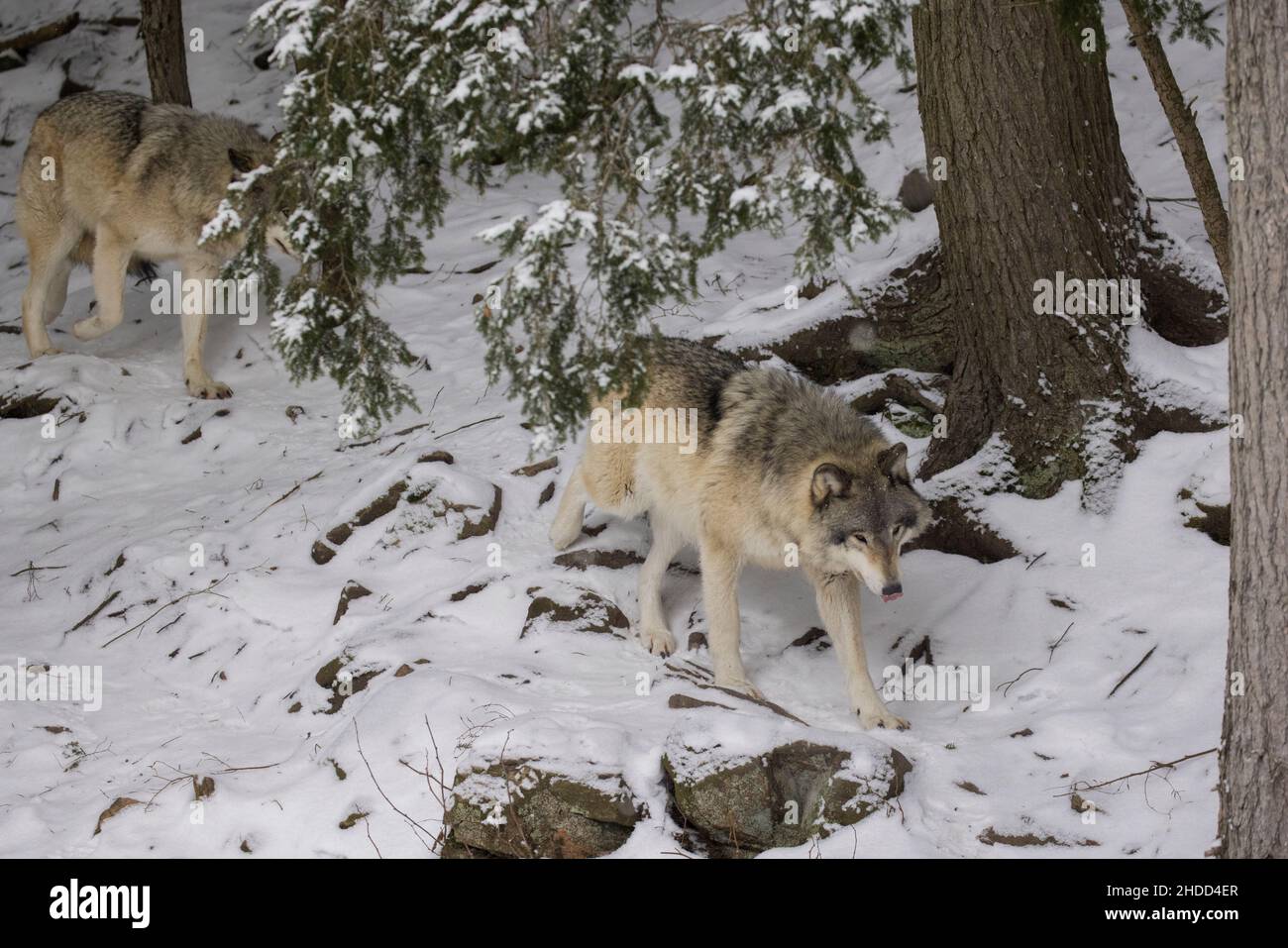 Timber wolves in Canadian winter Stock Photo - Alamy