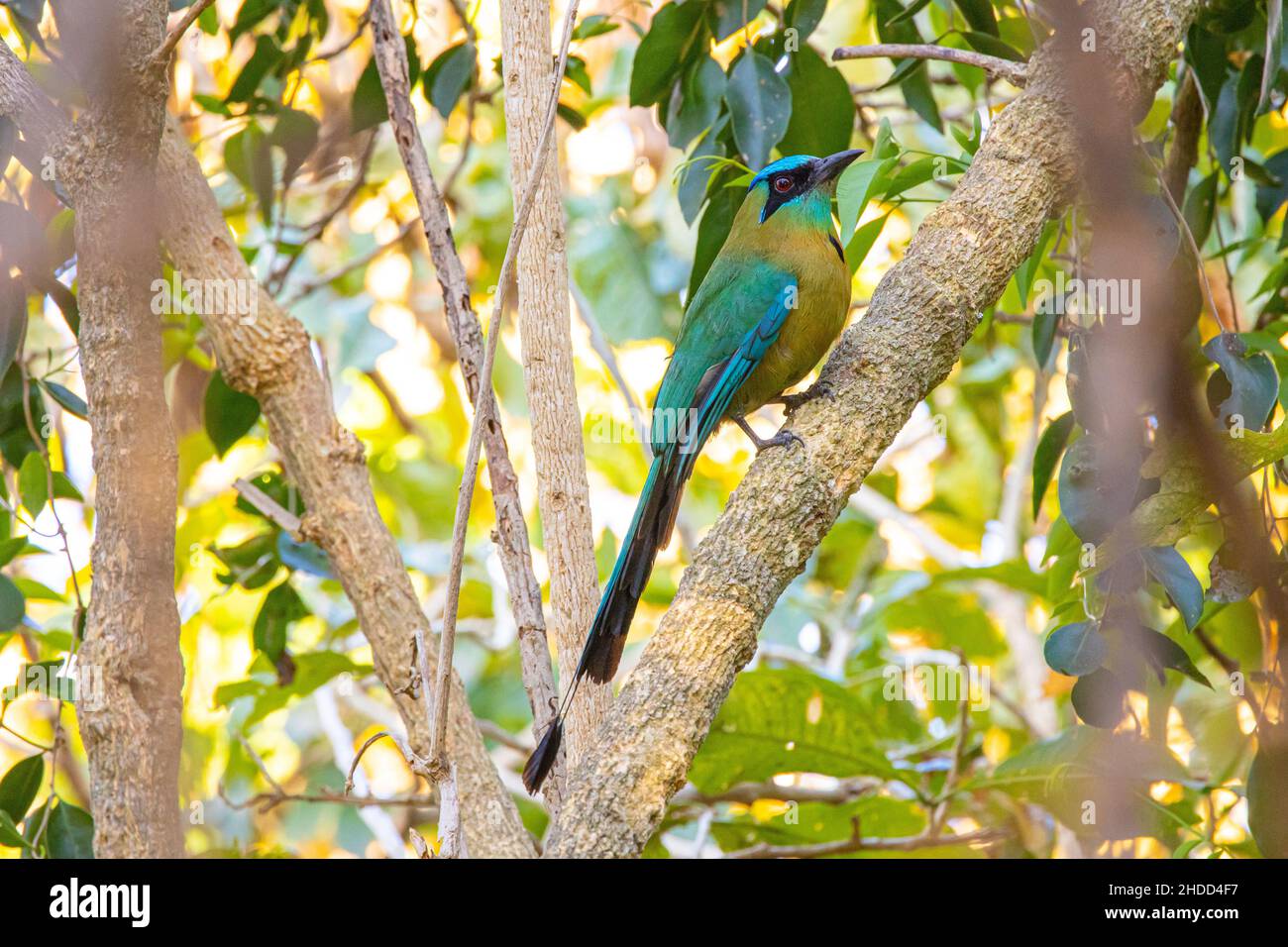 Blue-crowned motmot; Momotus momota; San Jose; Costa Rica; Hotel ...