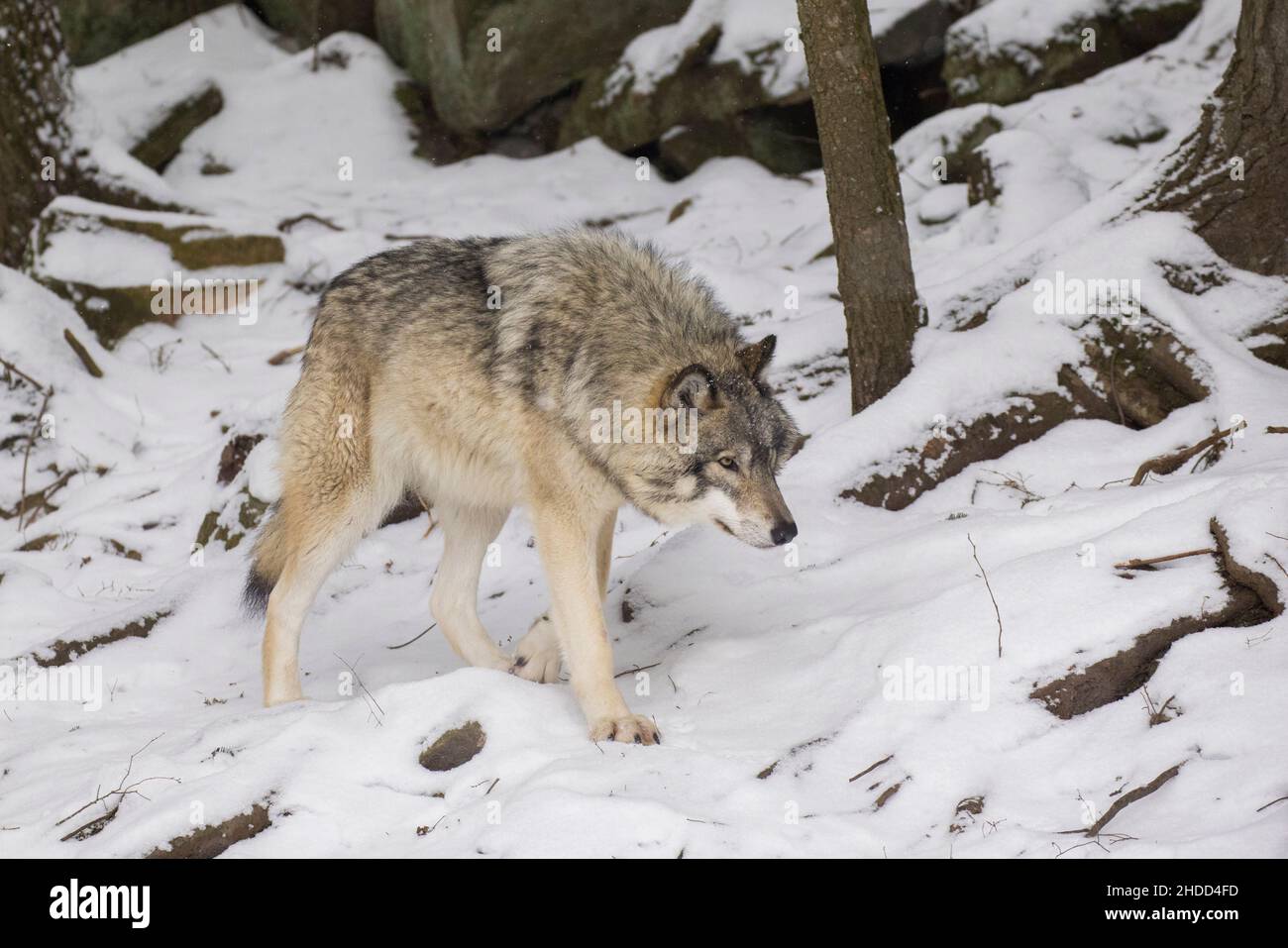 Timber wolves in Canadian winter Stock Photo - Alamy