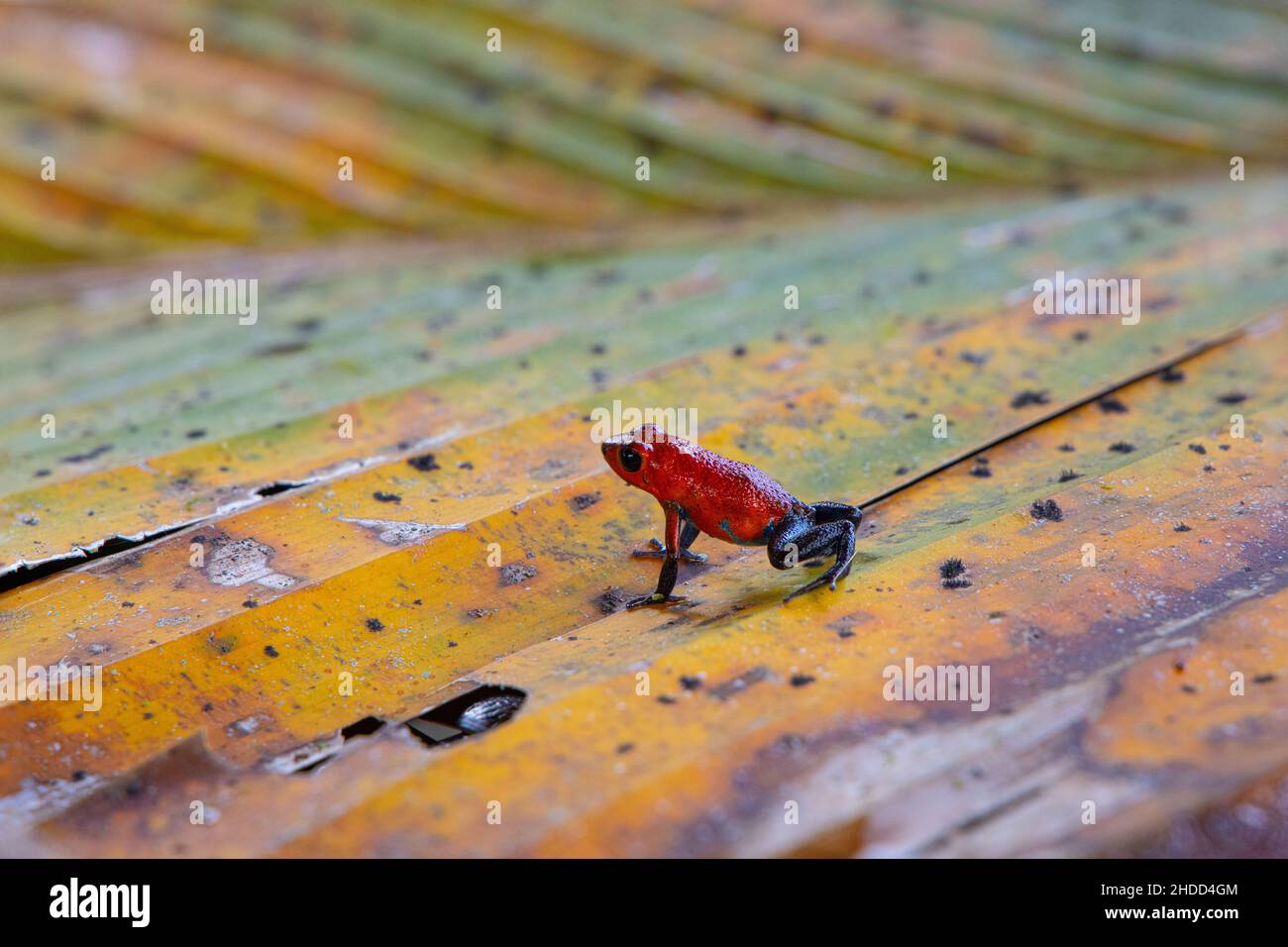 Blue-jeans Frog; Strawberry frog; Dendrobates pumilio; Tropical wet ...