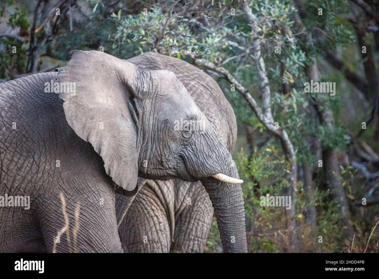 Elephant next to person hi-res stock photography and images - Alamy