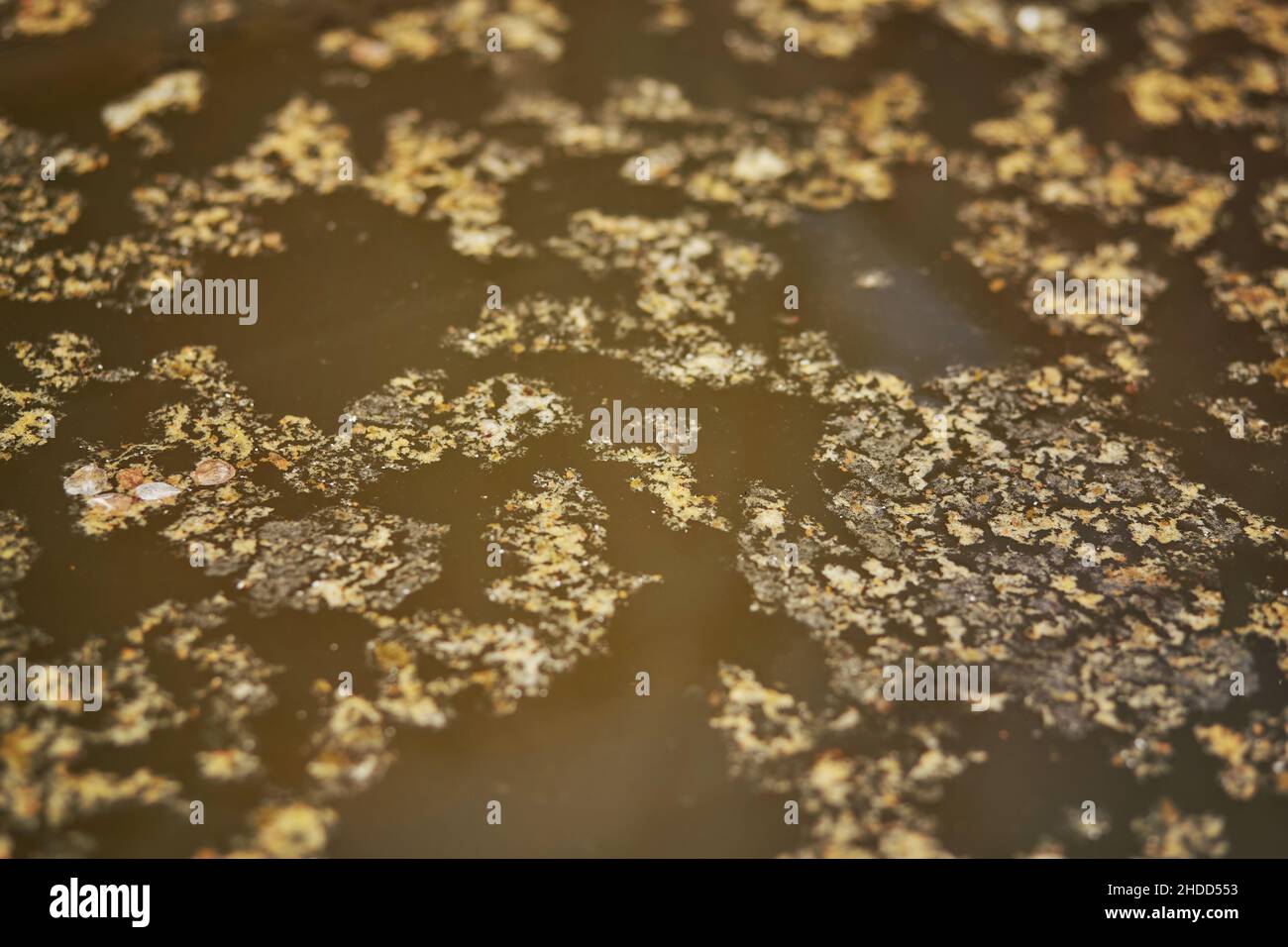 Contaminated flowering water surface. Environmental disaster of the ...