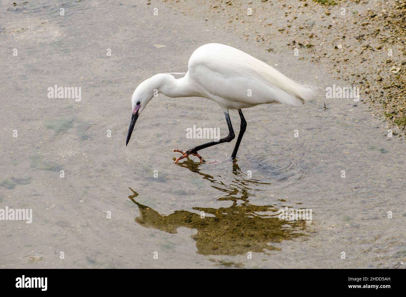 Itsukushima shrine bird hi-res stock photography and images - Alamy