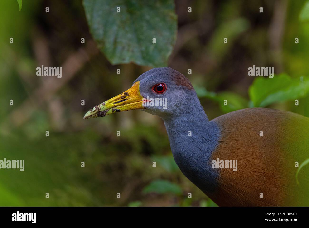 Gray-necked wood-rail; Aramides cajanea; Celeste Hideaway Lodge; Costa ...