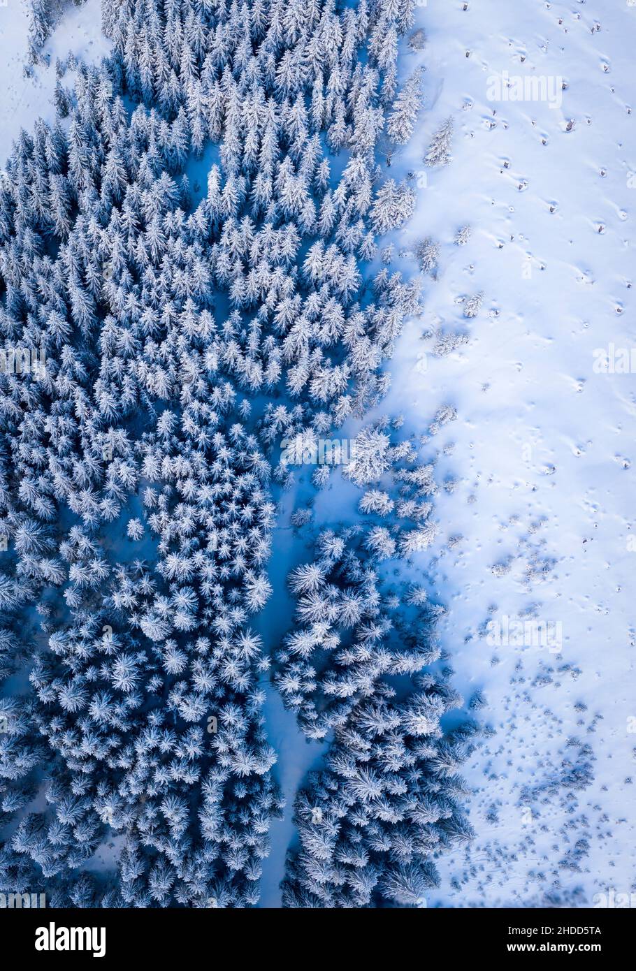 Top down view of snow covered spruce trees on mountainside in winter ...