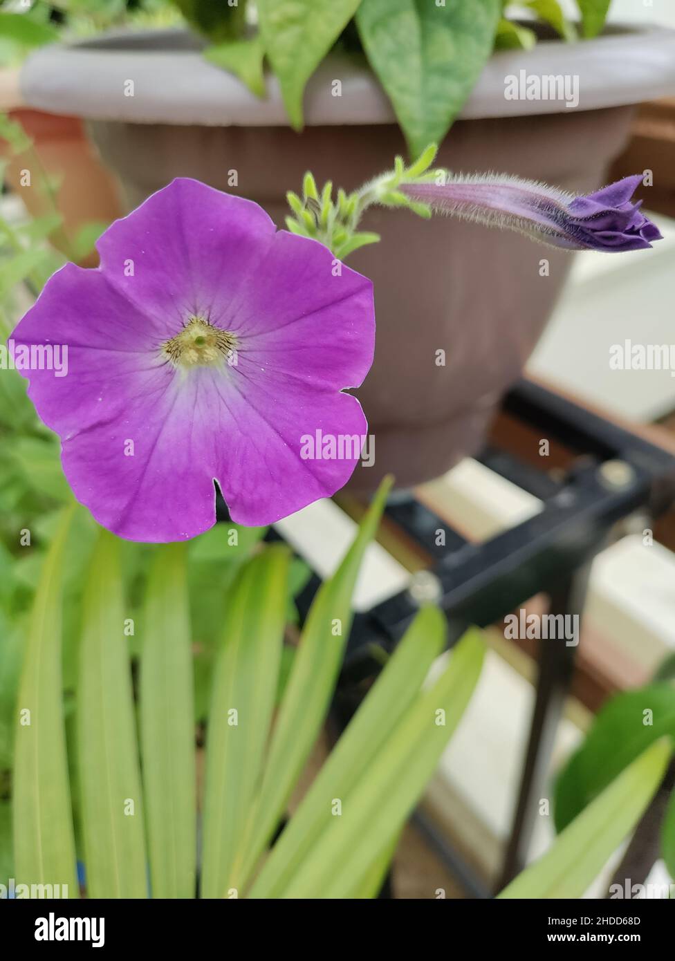 Vertical closeup of a pretty violet Petunia flower on a blurry ...