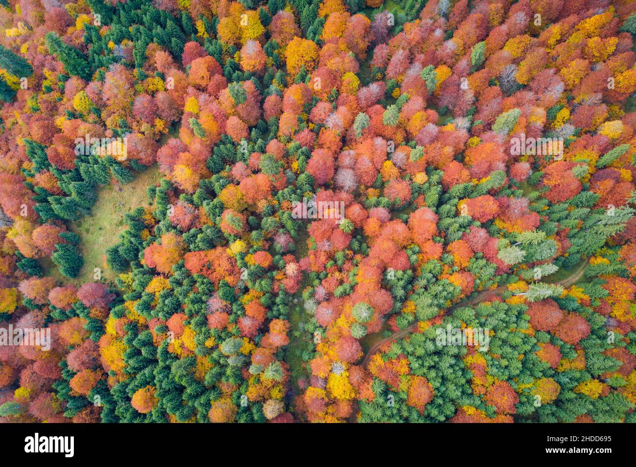 Autumn season tree hi-res stock photography and images - Alamy